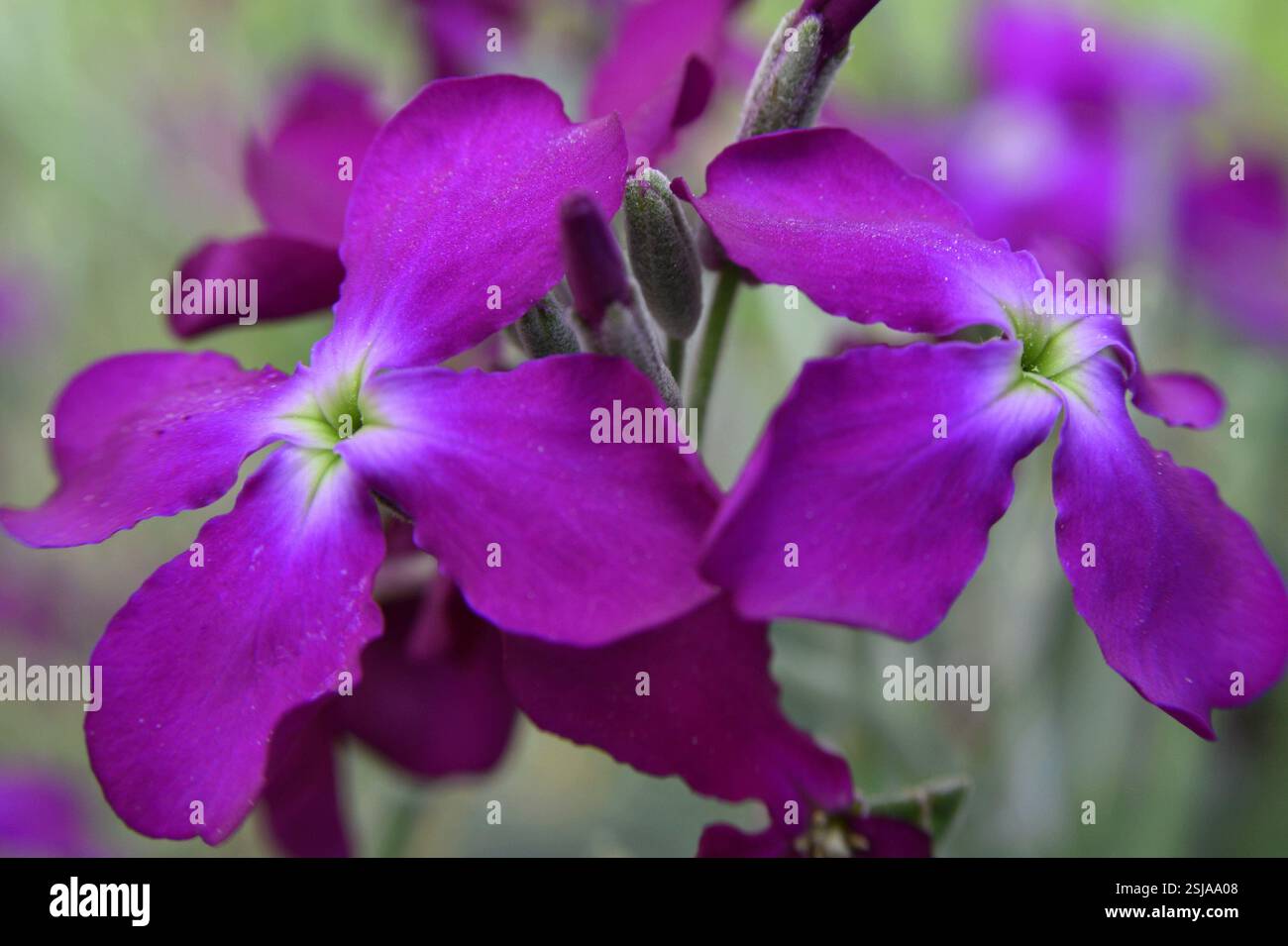 Flowers of Matthiola incana with deep purple petals Stock Photo - Alamy