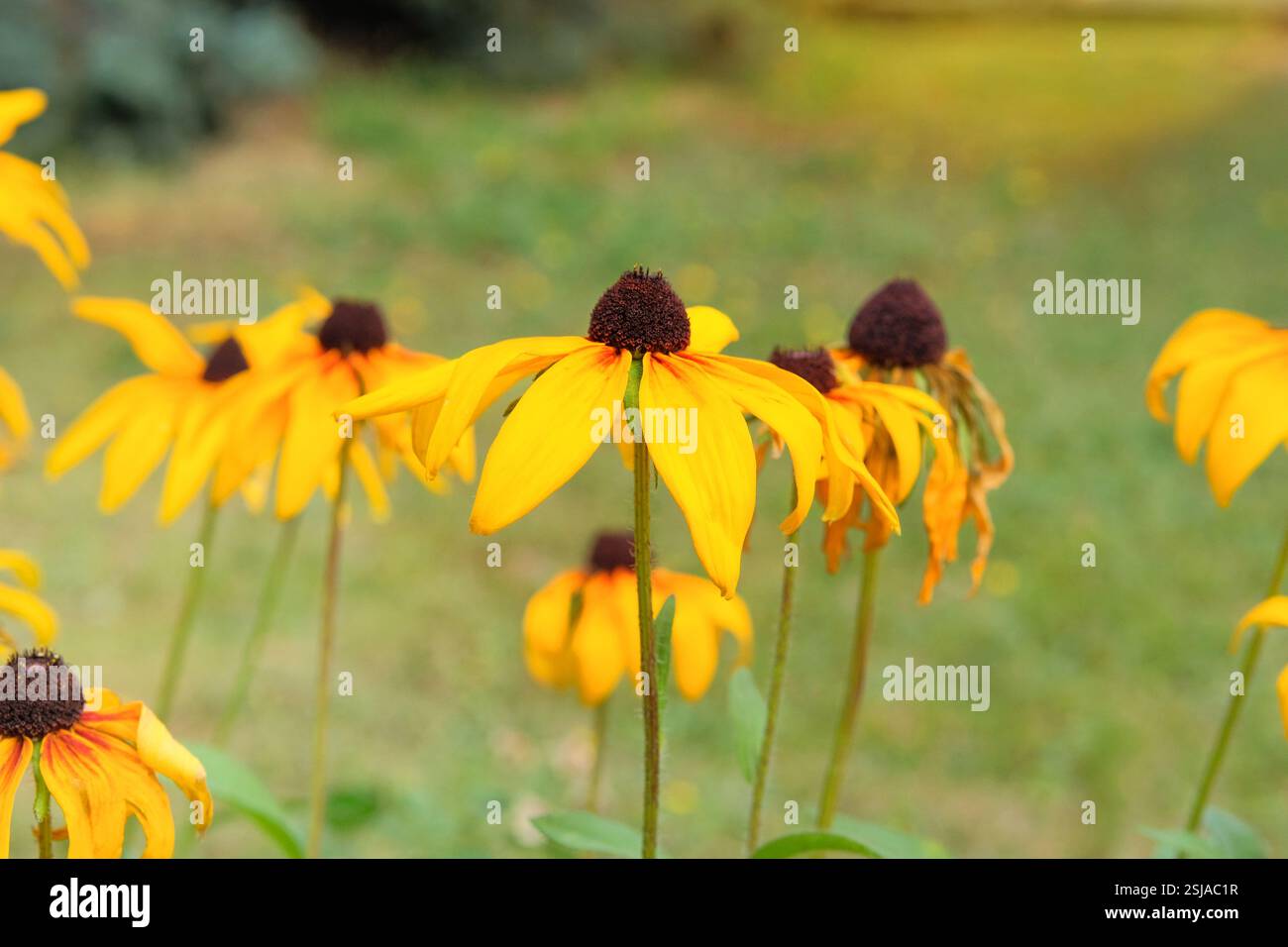 Flowers of Rudbeckia is growing in garden. Cottage garden. Rudbeckia ...