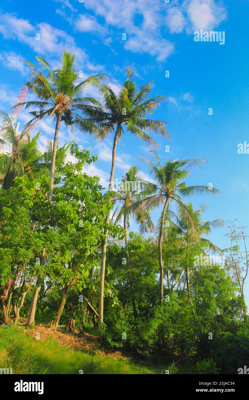 Coconut trees with blue skies Stock Photo - Alamy