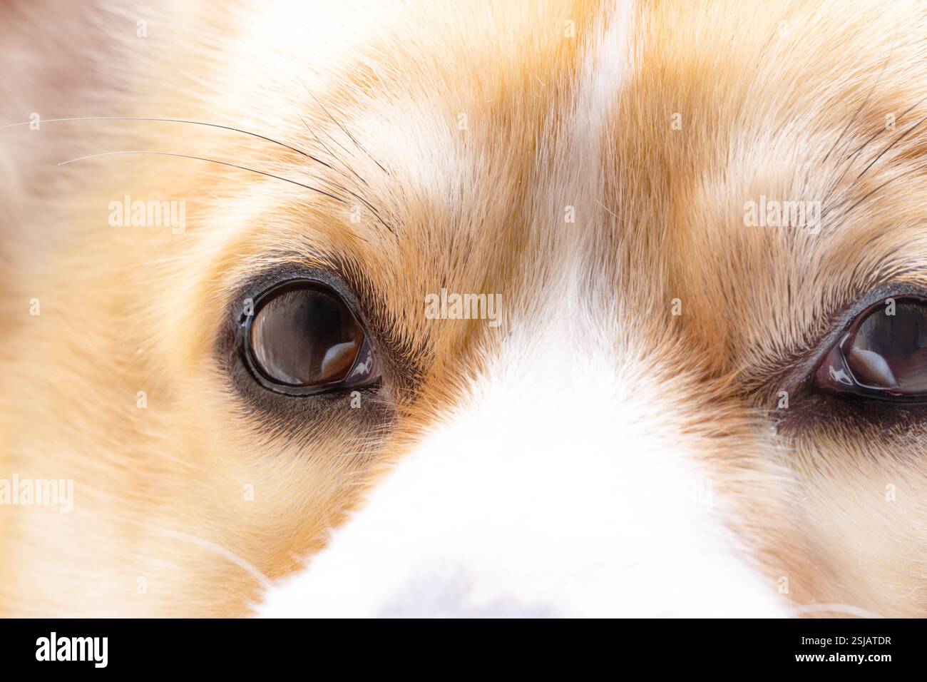 Welsh Corgi Pembroke Face Close Up Stock Photo - Alamy