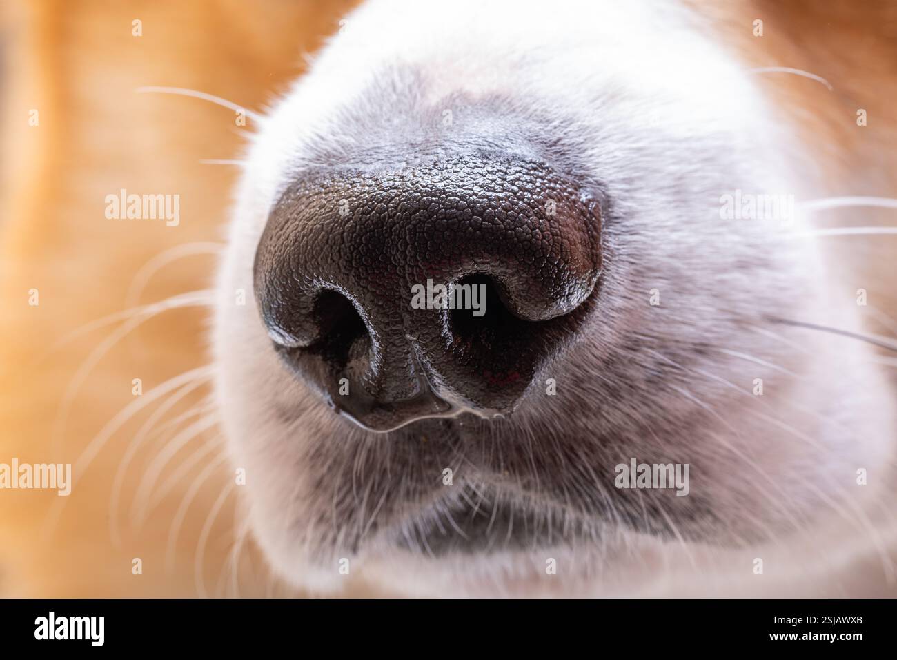 Welsh Corgi Pembroke Face Close Up Stock Photo - Alamy