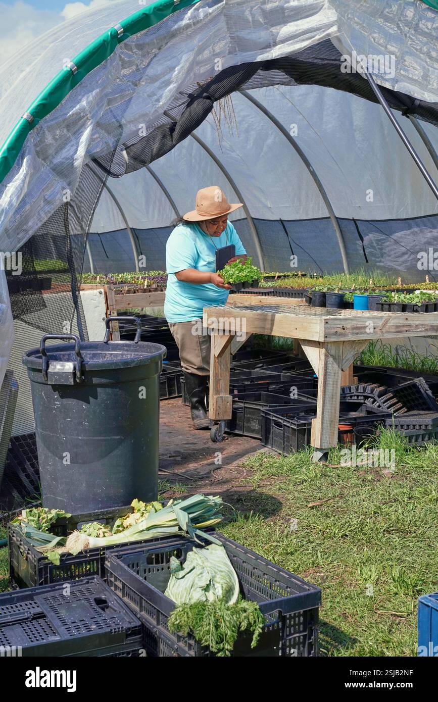 Greenhouse vegetable garden hi-res stock photography and images - Alamy