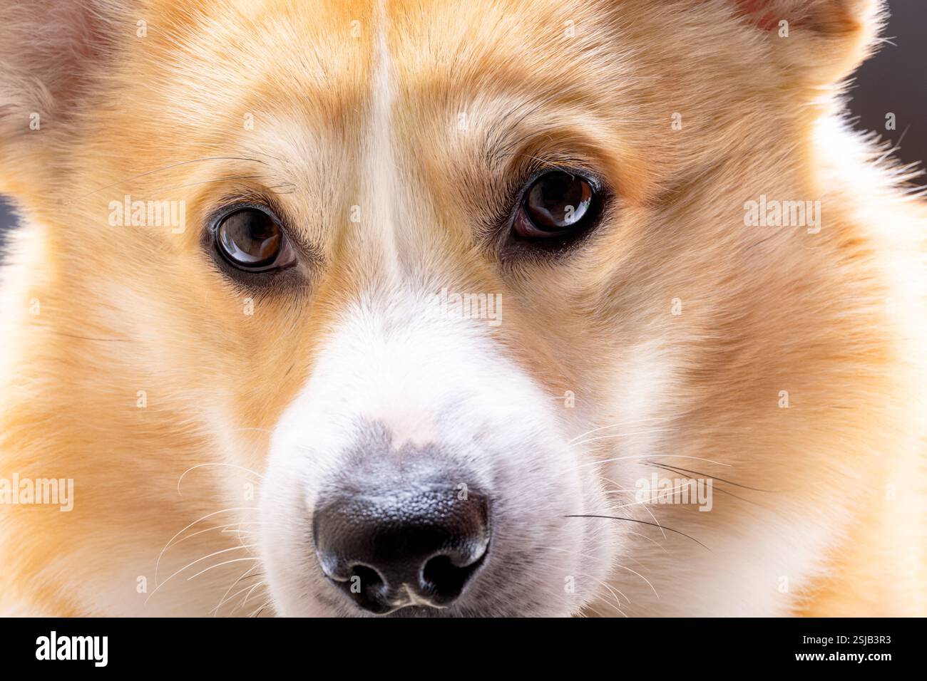 Portrait friendly welsh pembroke hi-res stock photography and images ...