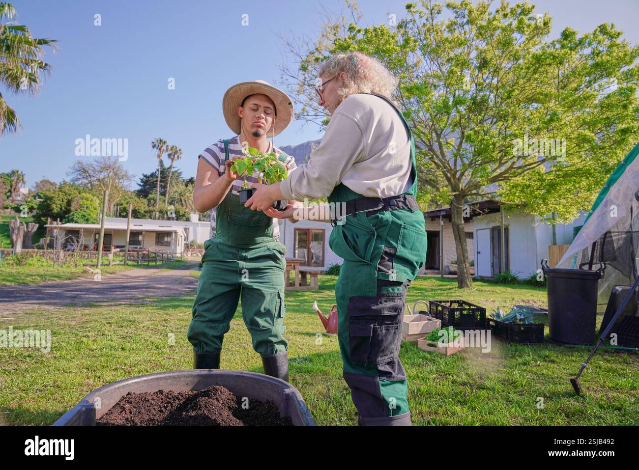 Two farmers planting vegetables in huge pot in garden Stock Photo - Alamy