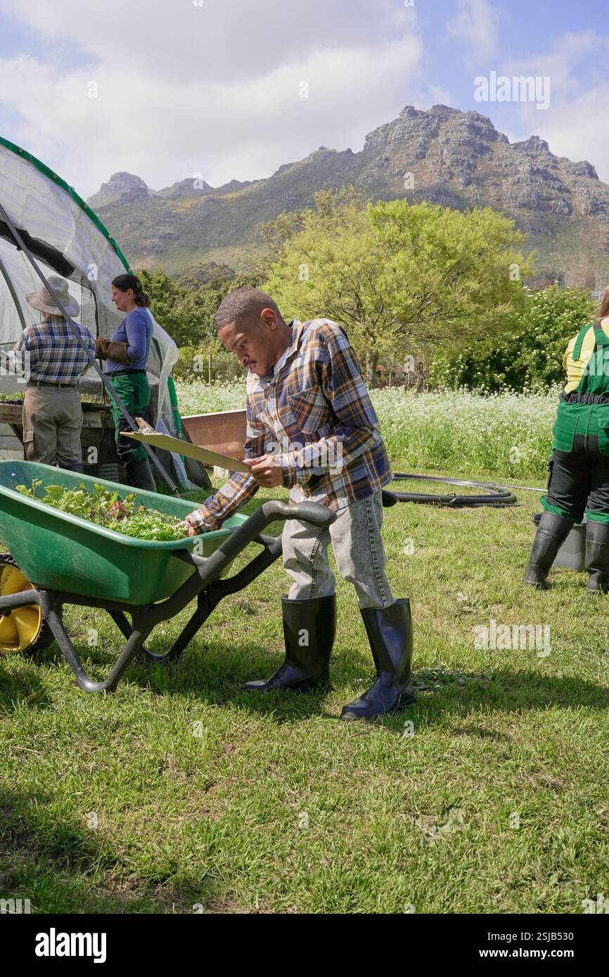 Farmer checking vegetables in wheelbarrow Stock Photo - Alamy