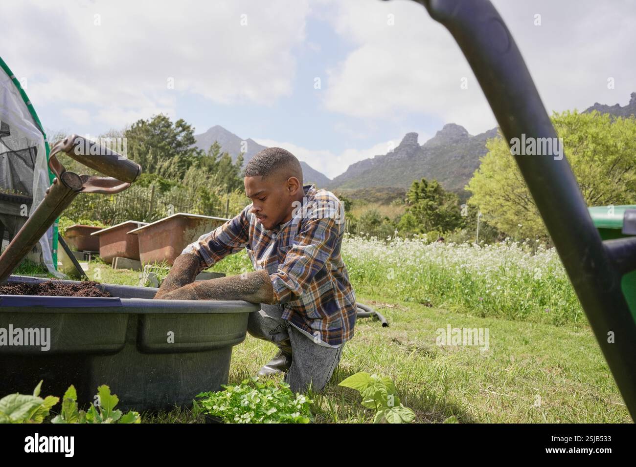 Farmer planting vegetables in pot Stock Photo - Alamy