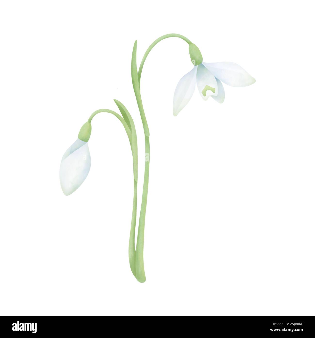 White snowdrop flowers. Watercolor hand-drawn floral painting on a ...