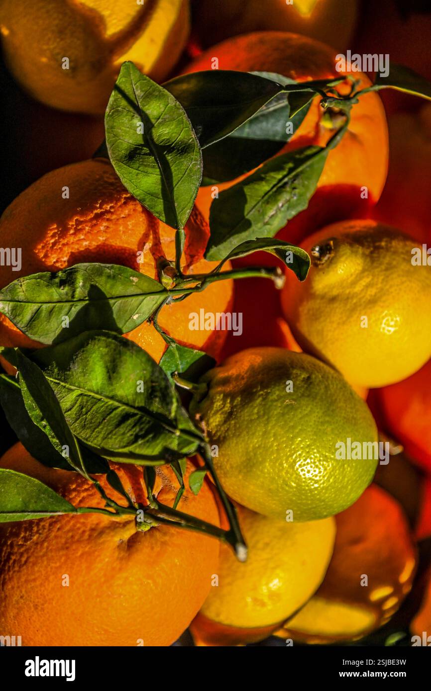 Spanien Andalusien Frisch vom Baum gepflückte Orangen Apfelsinen mit ...