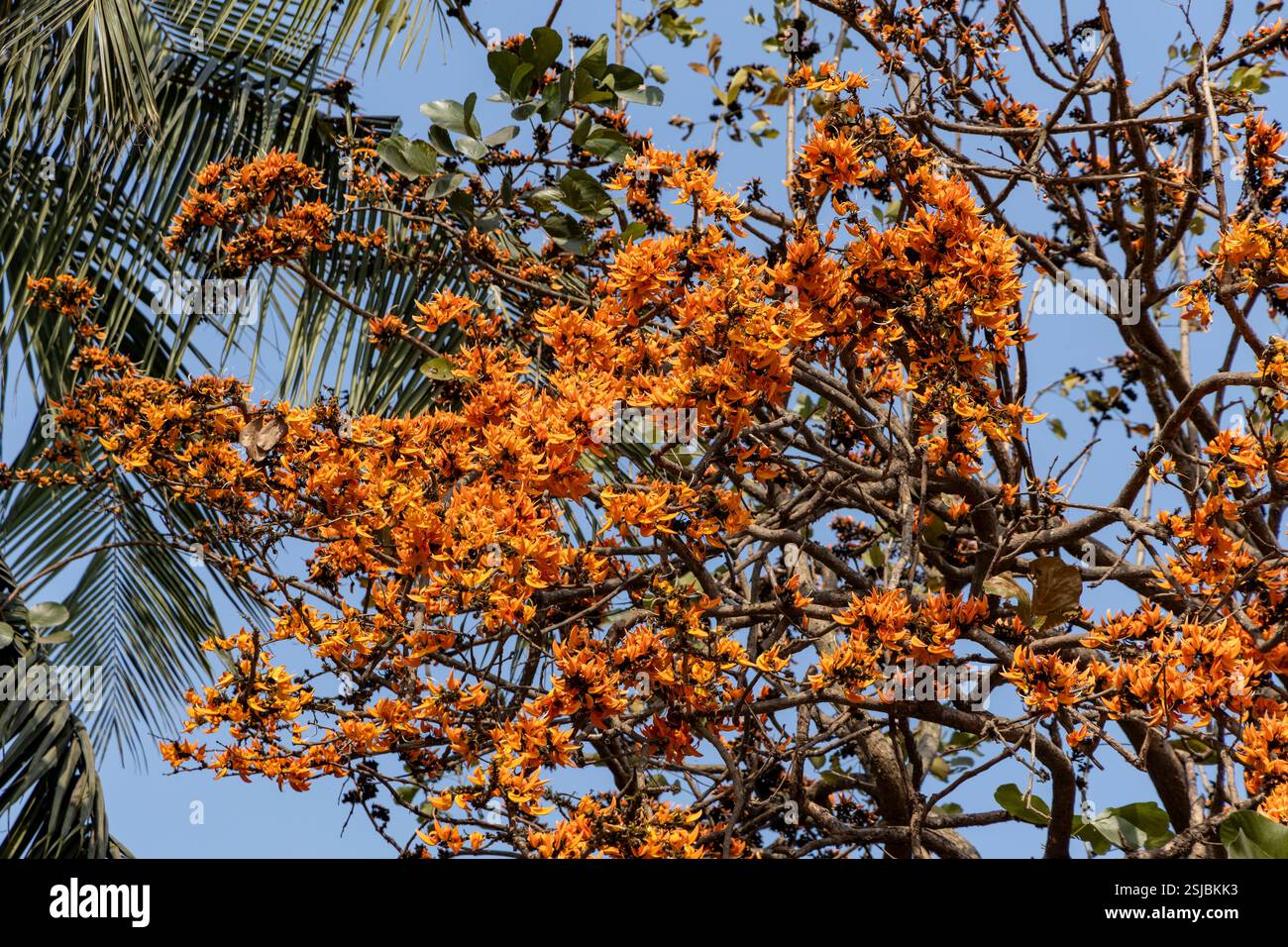 The vibrant Palash flowers bloom in full splendor, marking the arrival ...