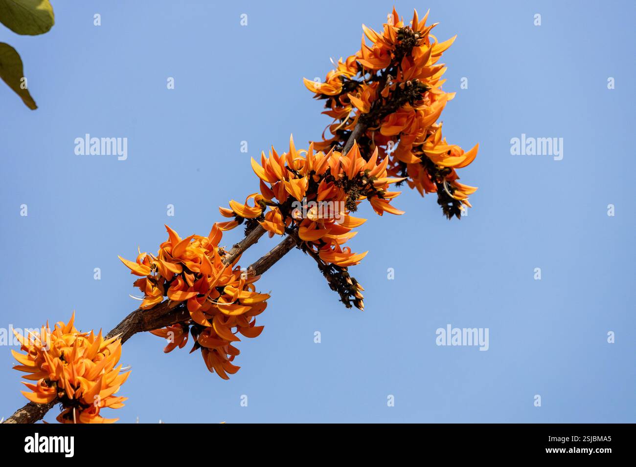 The vibrant Palash flowers bloom in full splendor, marking the arrival ...