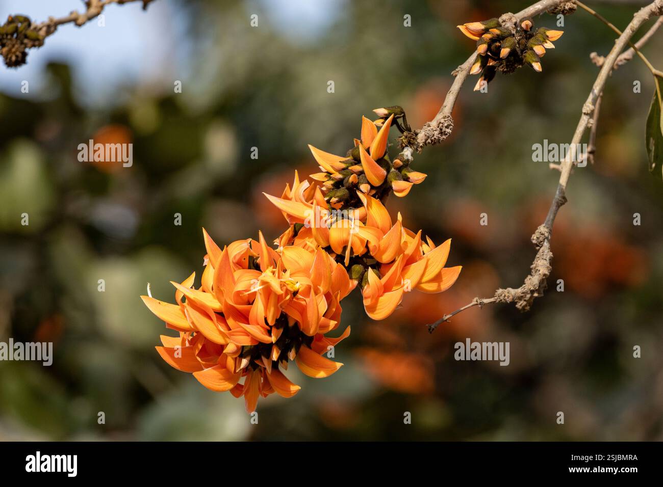 The vibrant Palash flowers bloom in full splendor, marking the arrival ...