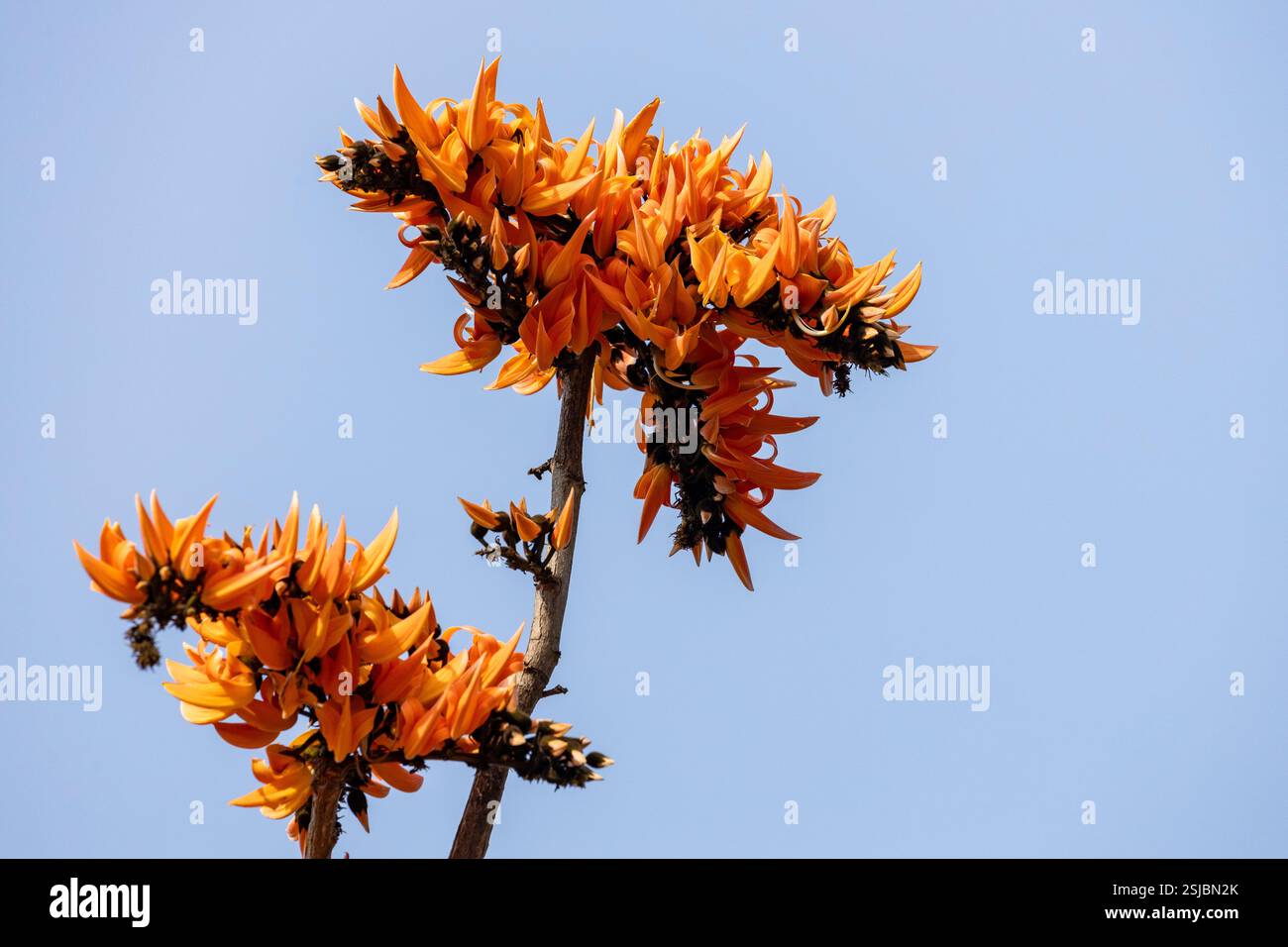 The vibrant Palash flowers bloom in full splendor, marking the arrival ...