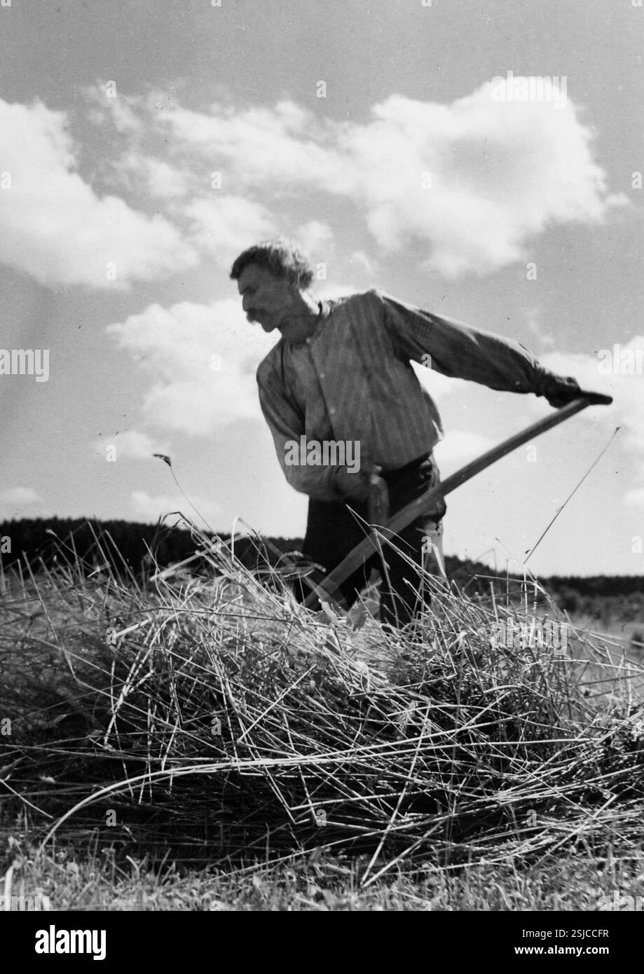 Bauer mäht Getreide mit Sense, um 1950#Farmer reaping grain by scythe ...