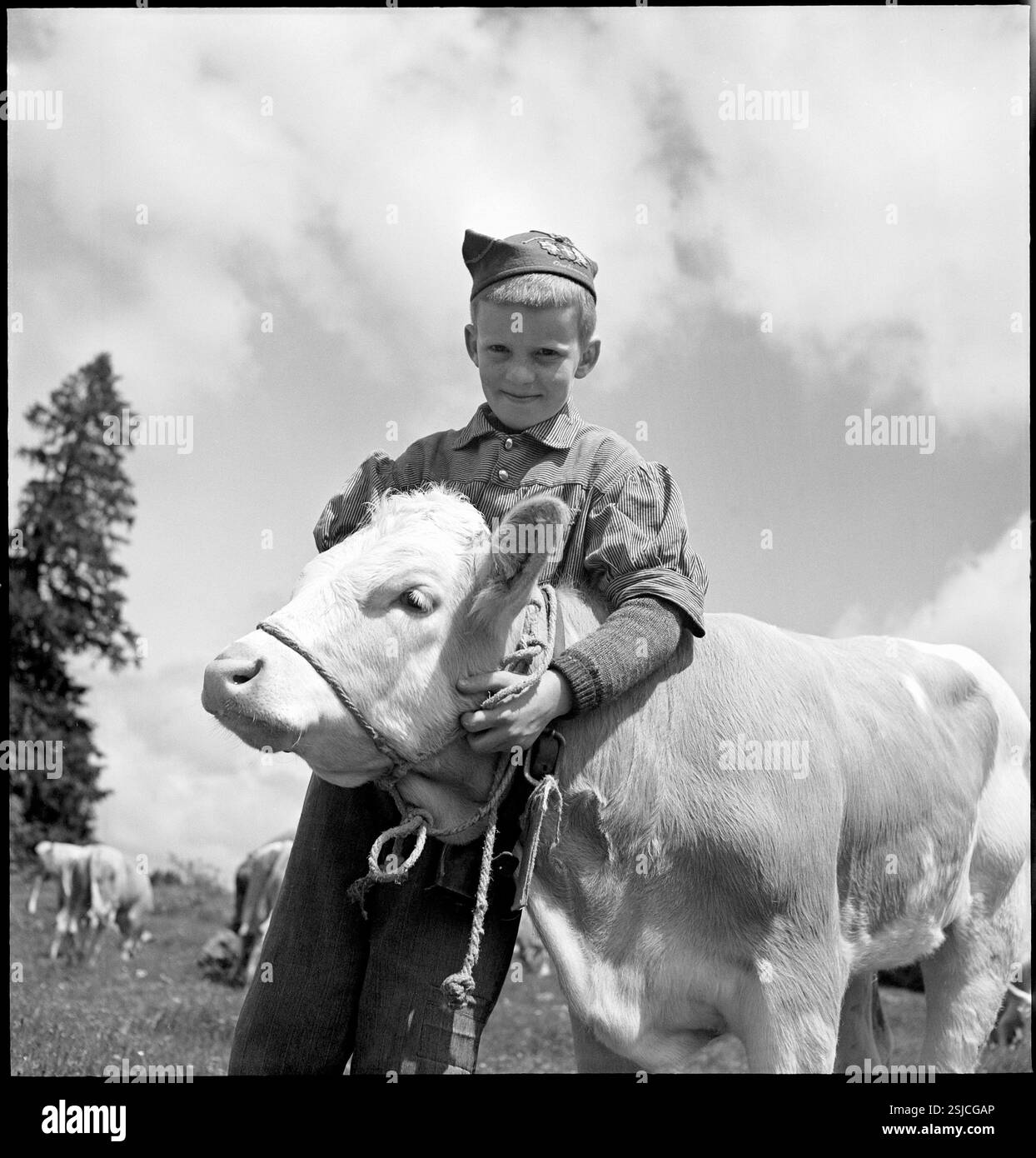 Bauernjunge mit Kuh, Vallorbe 1952#Farmer boy with cow, Vallorbe 1952 ...