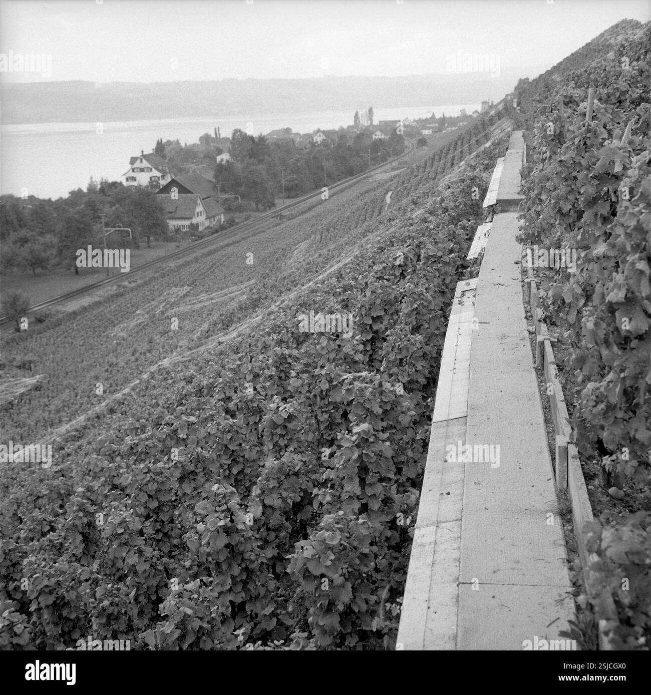 Rebberg Black and White Stock Photos & Images - Alamy