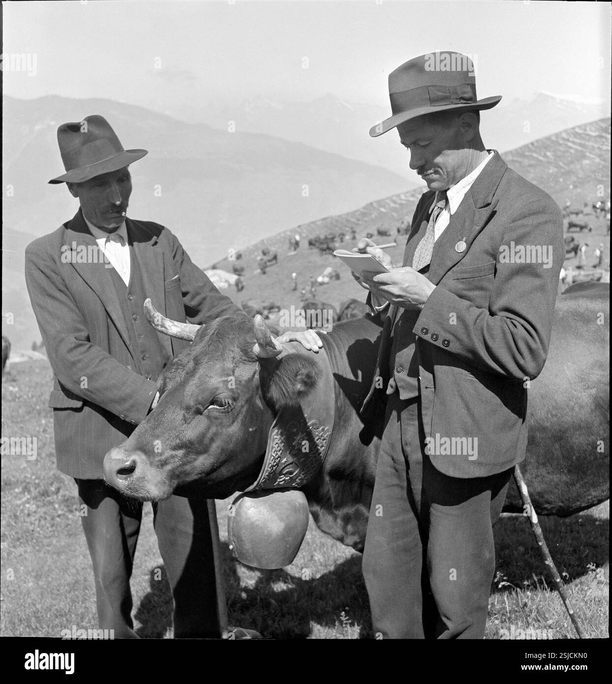 Bauern mit Rind nach Alpaufzug, Wallis 1942#Farmers with cow on the ...