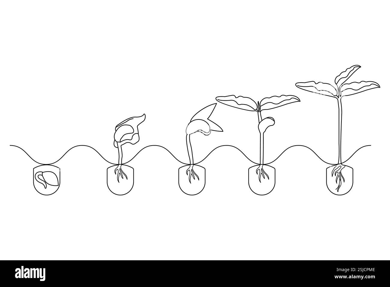 Plant growth processing start from bean seed single line art drawing ...