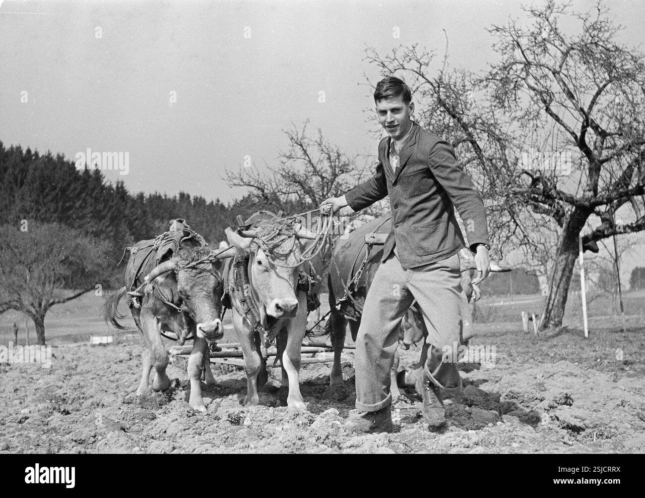 WK 2: Landhilfe; junger Mann, Acker, Kühe, 1941#WW2 : farming camp ...