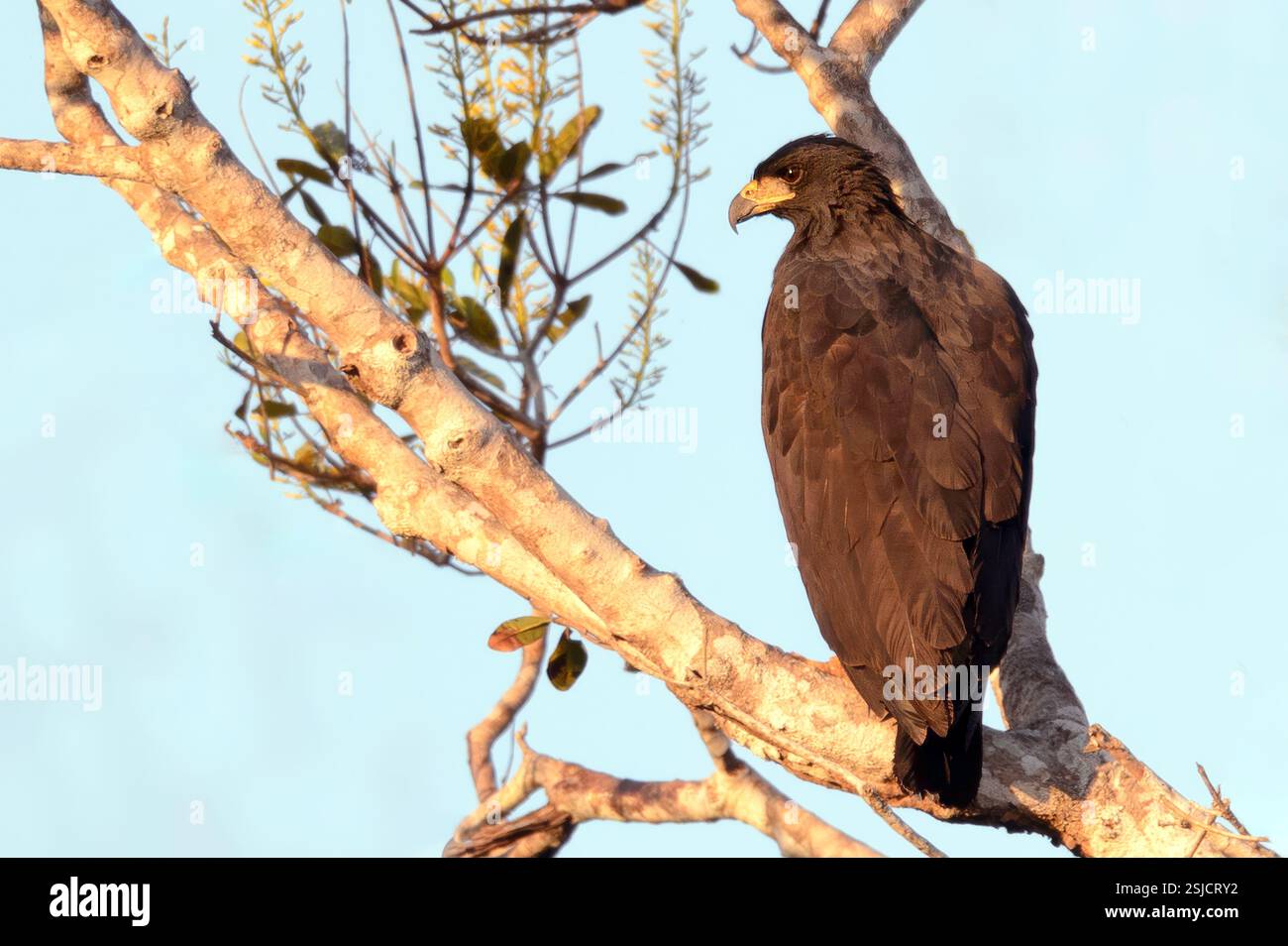 Great black-hawk (Buteogallus urubitinga) from Pantanal, Brazil Stock ...