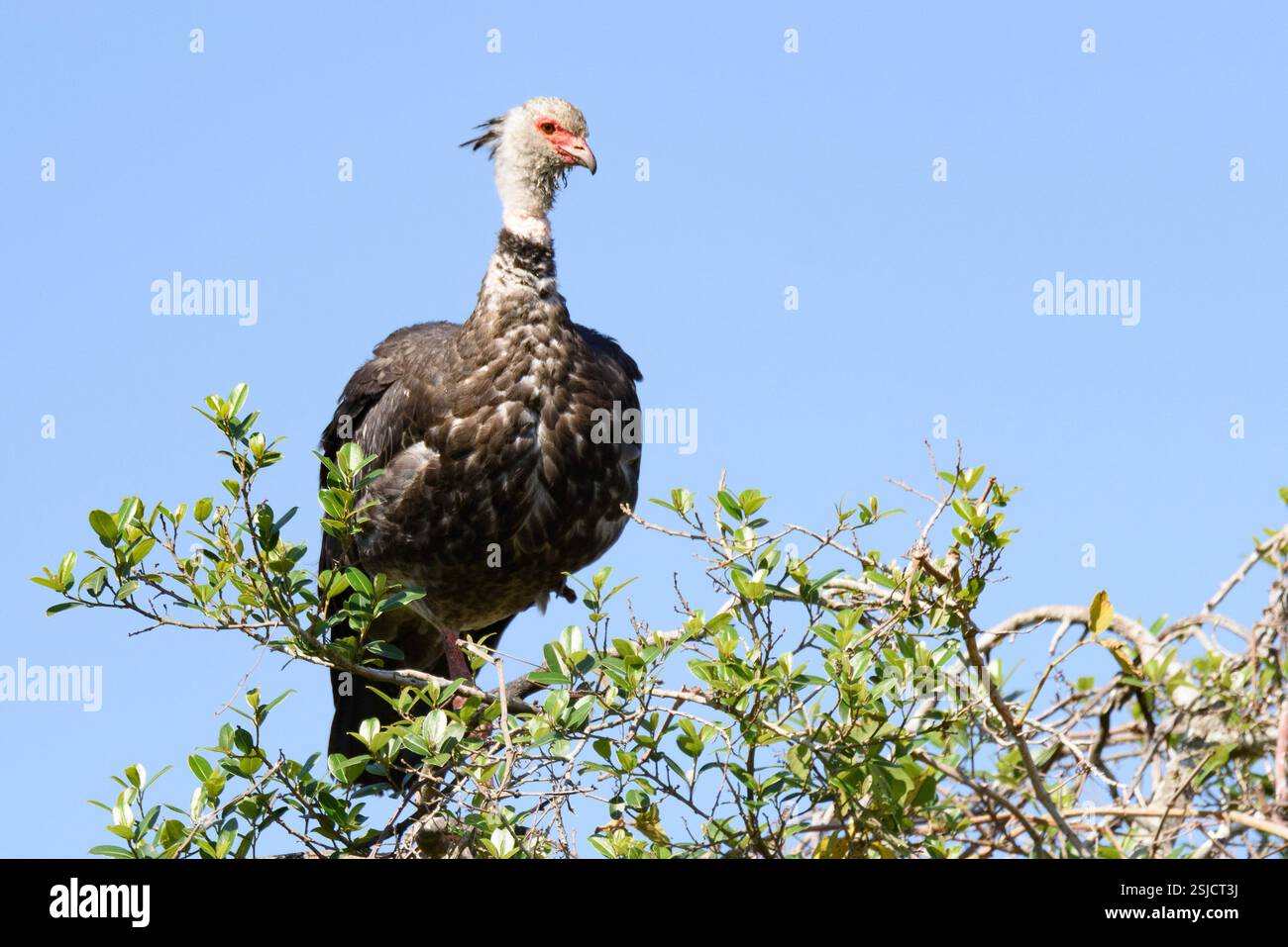 Southern screamer (Chauna torquata) from Pantanal, Brazil Stock Photo ...