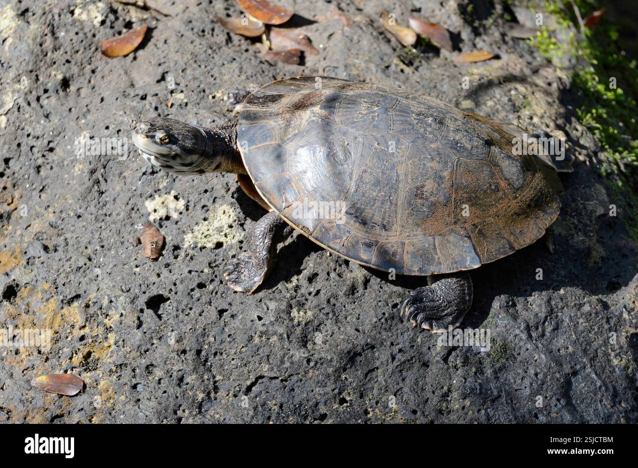 The vulnerable Williams' side-necked turtle (Phrynops williamsi) from ...
