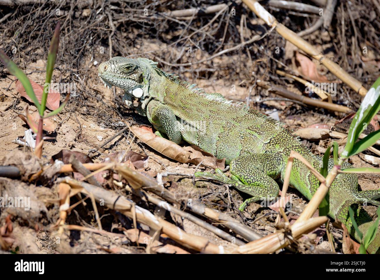Green iguana (Iguana iguana, female) from Pantanal, Brazil Stock Photo ...
