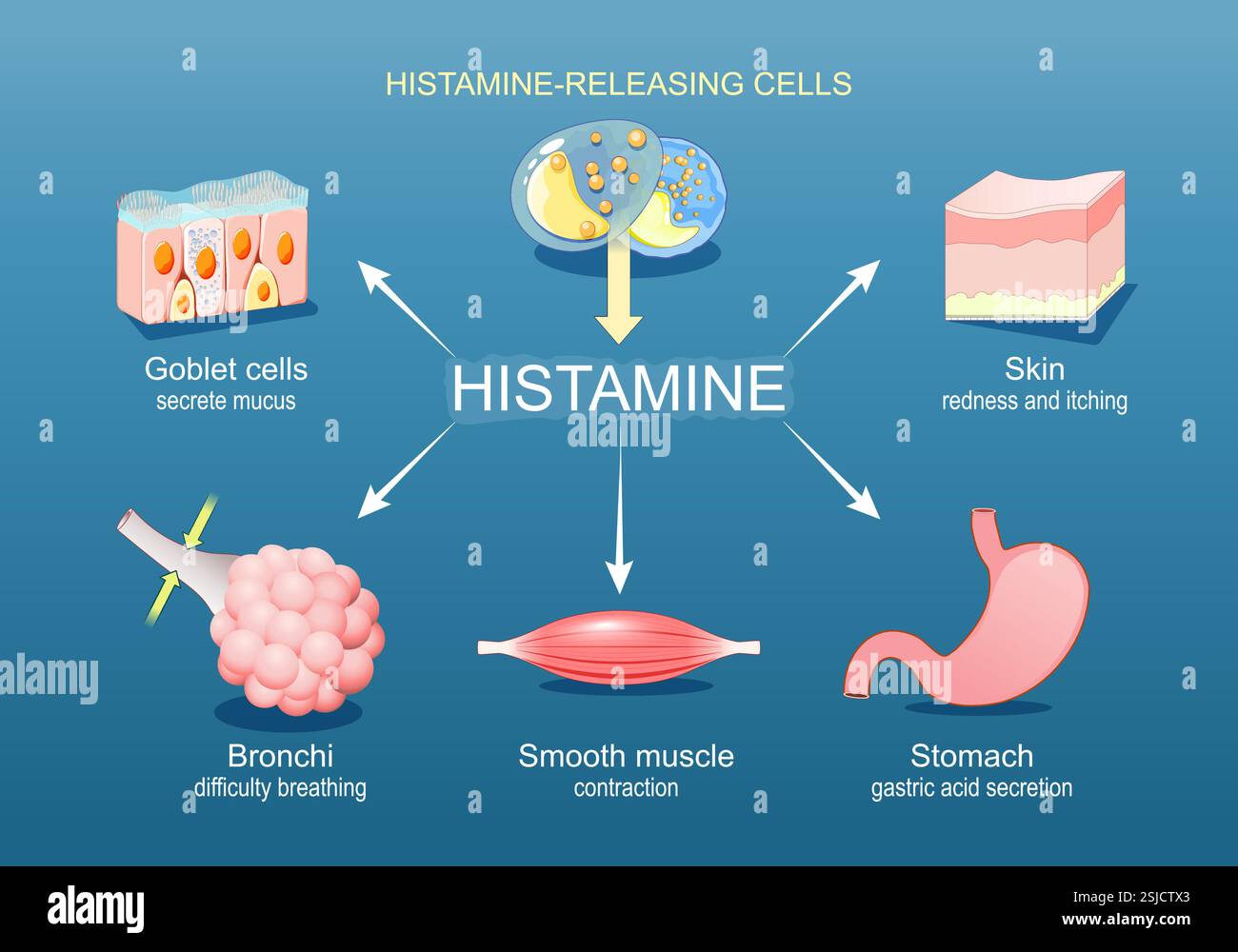 Histamine. Immune response and Allergic reaction. Histamine-releasing cells produce of Histamine ...