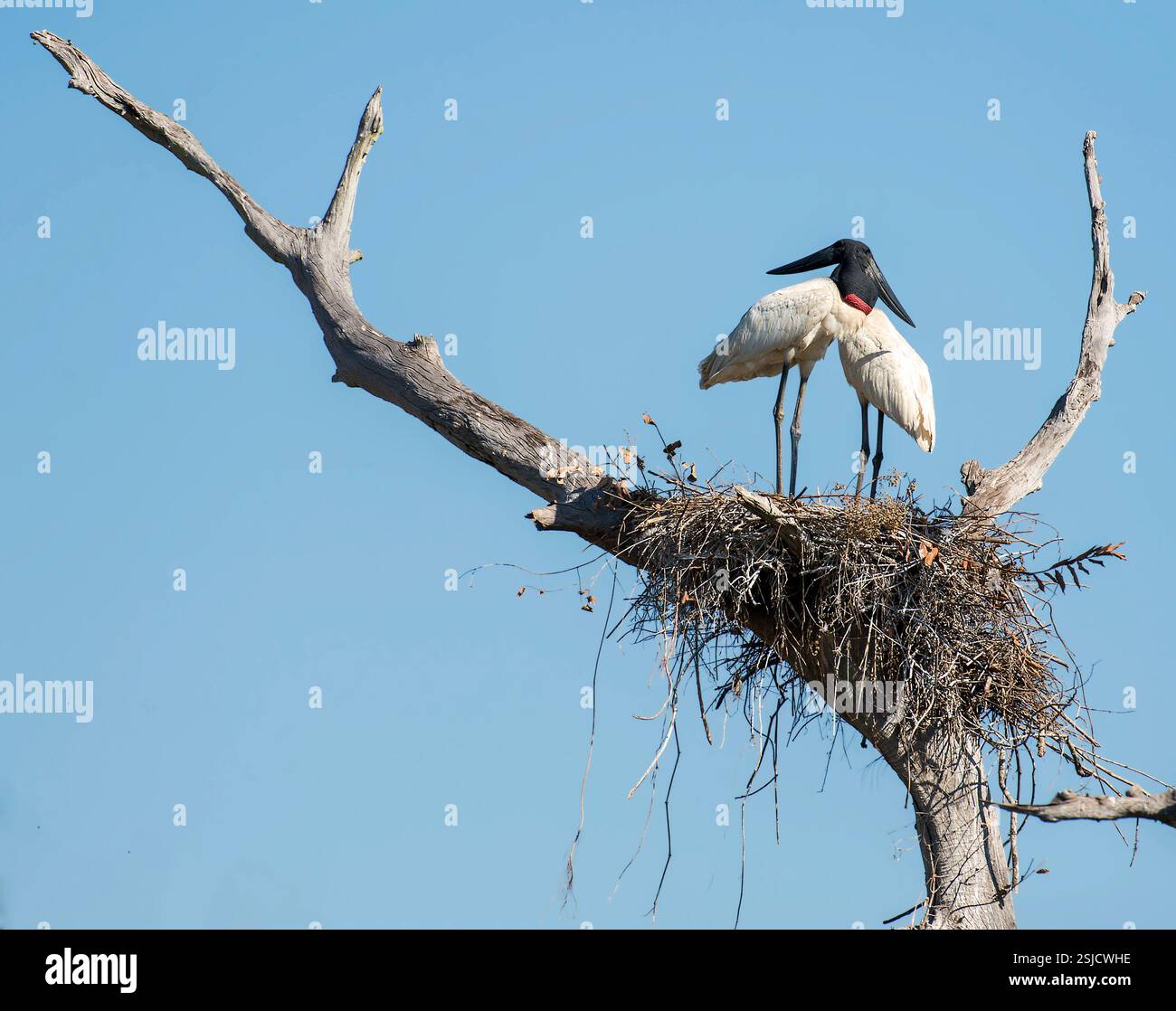 A pair of jabiru storks (Jabiru mycteria) nesting in Porto Jofre, Mato ...