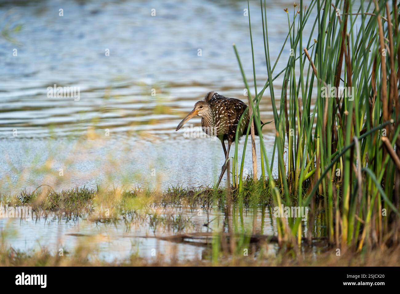 Limpkin hunting for shellfish in shallow water in Florida Stock Photo ...