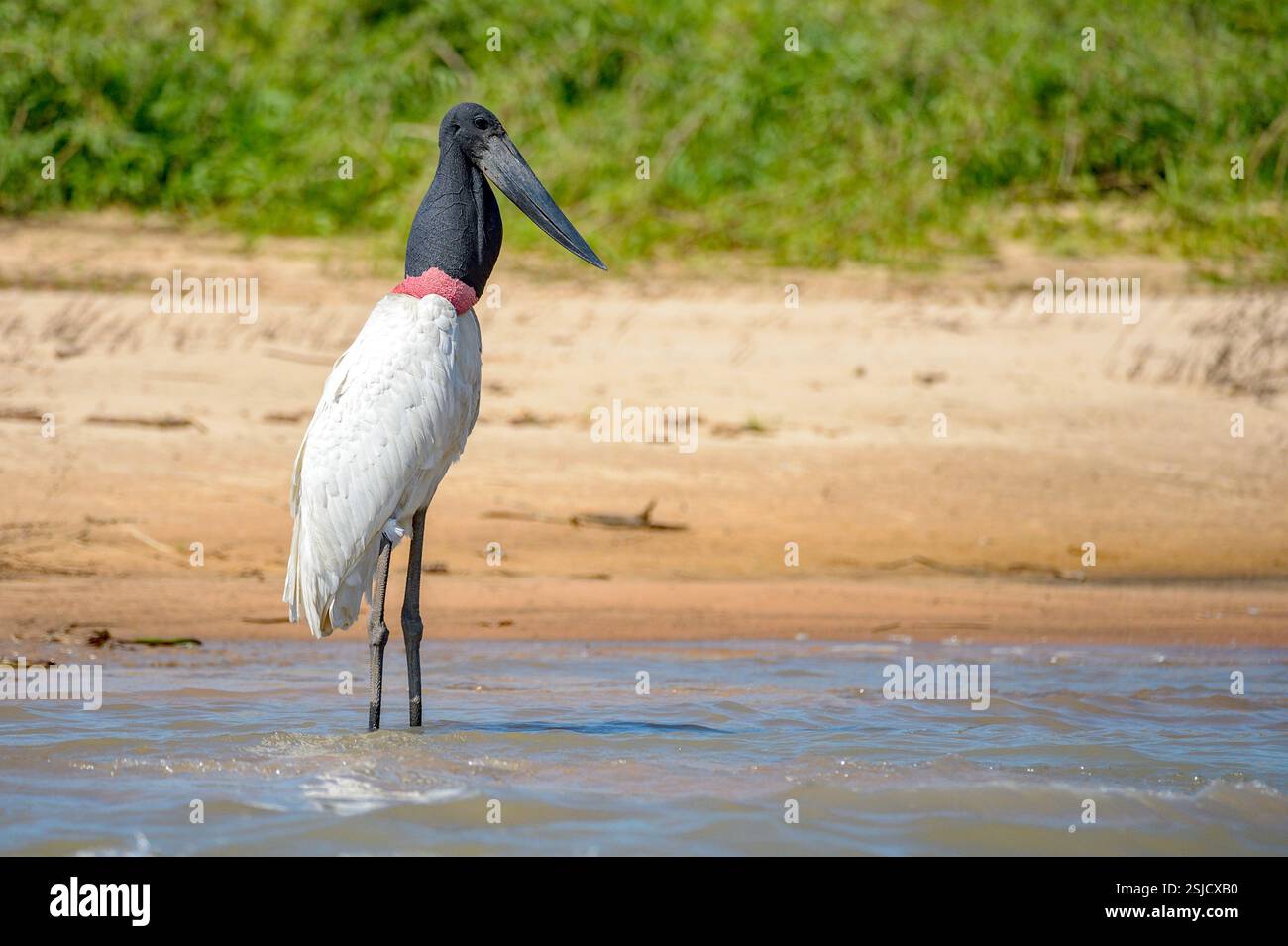 Jabiru stork (Jabiru mycteria) from Pantanal, Brazil Stock Photo - Alamy