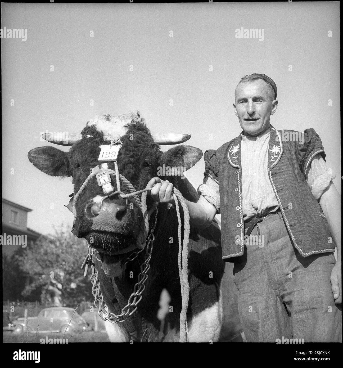 Express", schönster Stier am Zuchtstiermarkt Bulle 1951#"Express", most ...