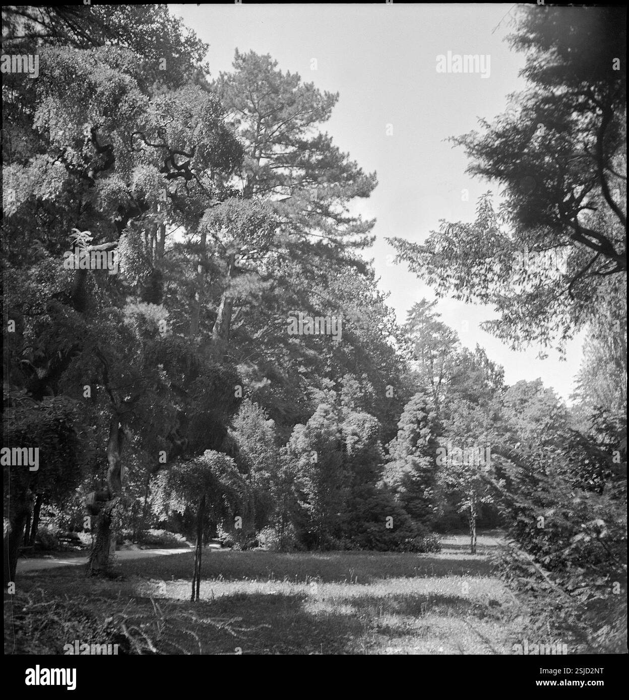 Parco Civico Lugano 1940#Parco Civico Lugano 1940- RDB BY DUKAS Stock ...
