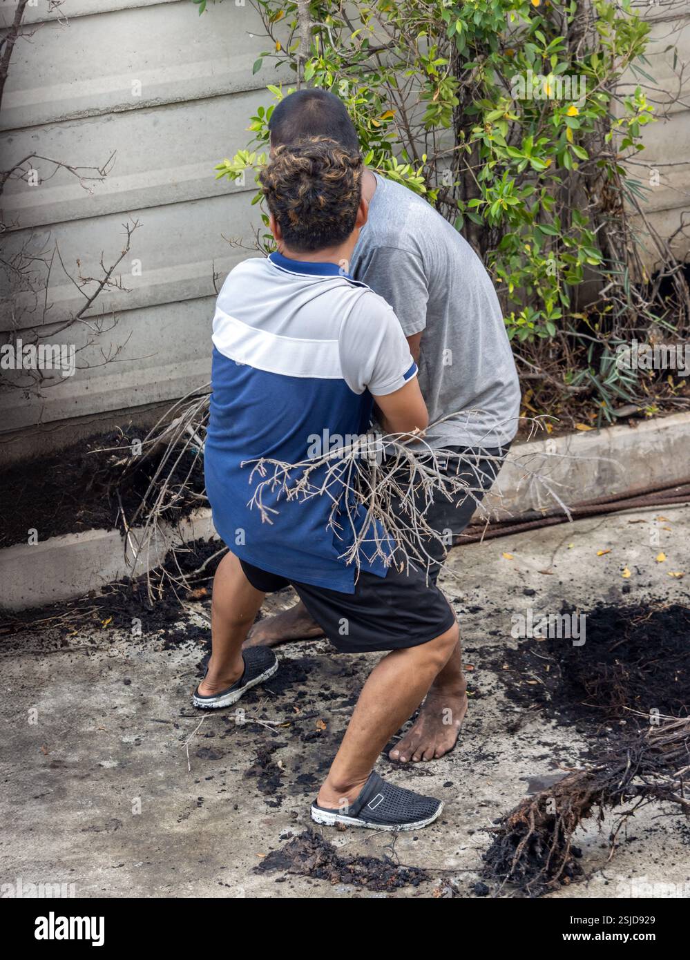 Men trying to pull a tree out of the ground Stock Photo - Alamy
