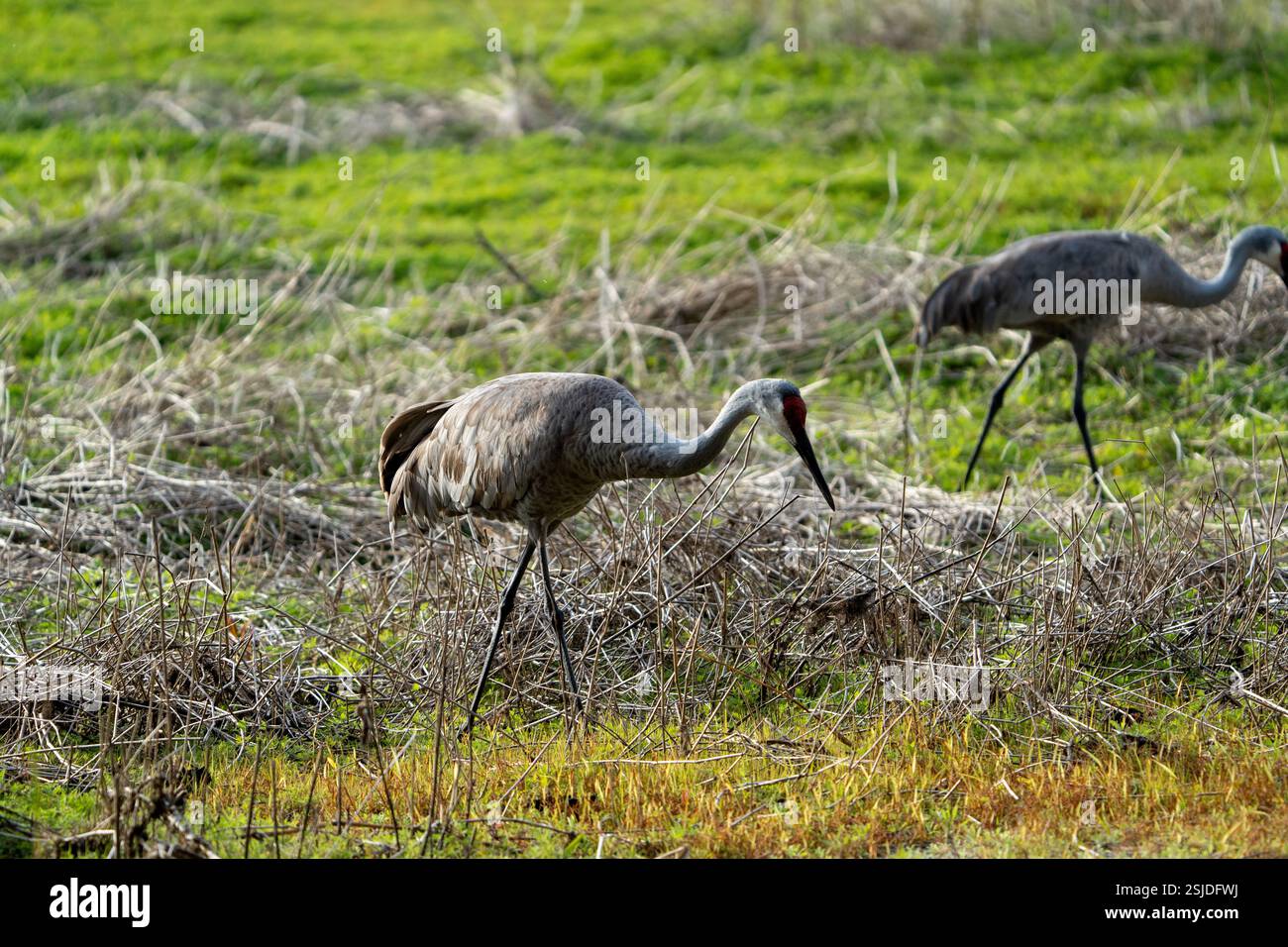Sandhill cranes walking across hi-res stock photography and images - Alamy