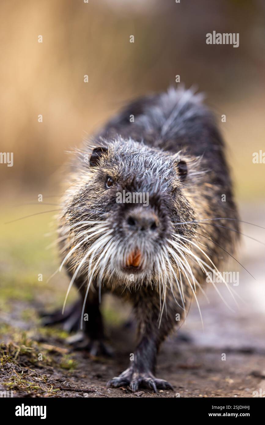 Nutria rodent teeth hi-res stock photography and images - Alamy