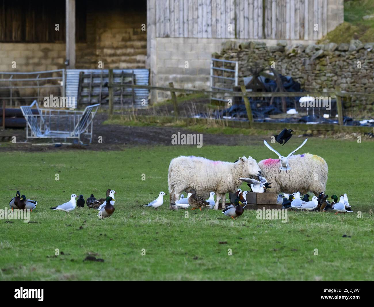 Seagulls stealing food hi-res stock photography and images - Alamy