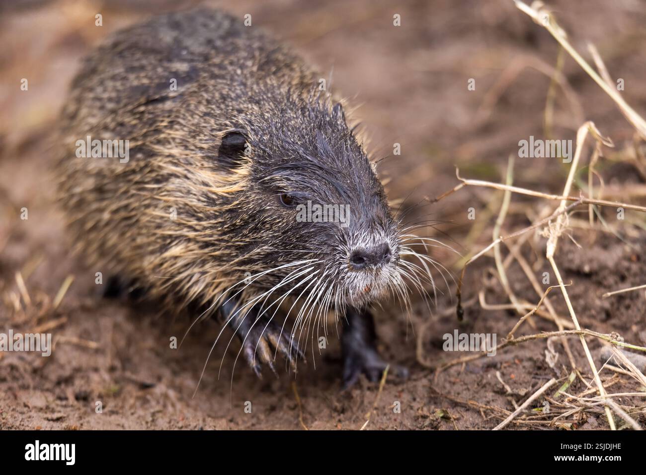A nutria or coypu (Myocastor coypus) stands on an earthy ground Stock ...