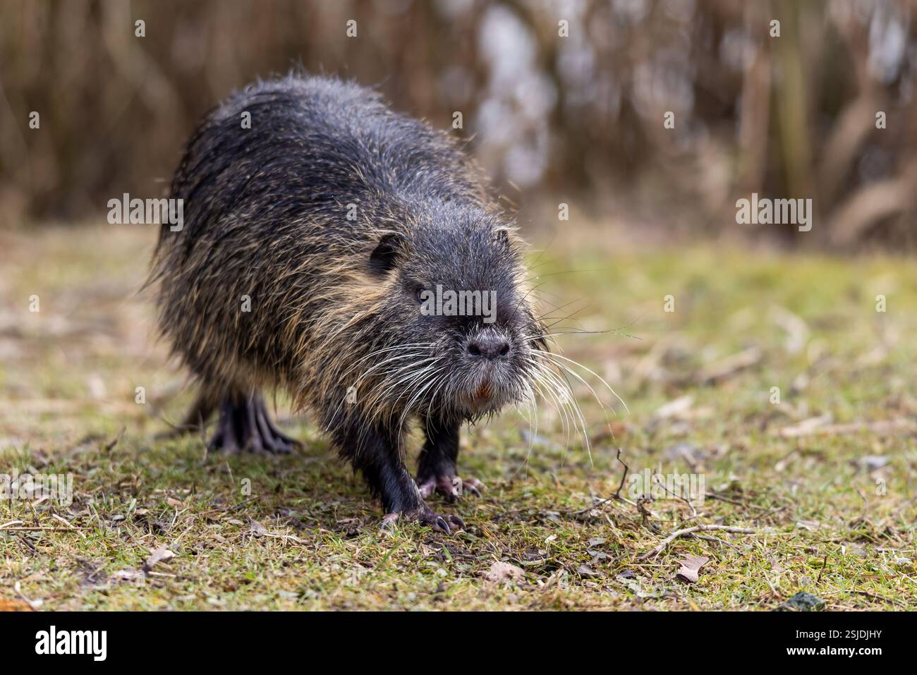 A nutria or coypu (Myocastor coypus) walks in front of reed Stock Photo ...
