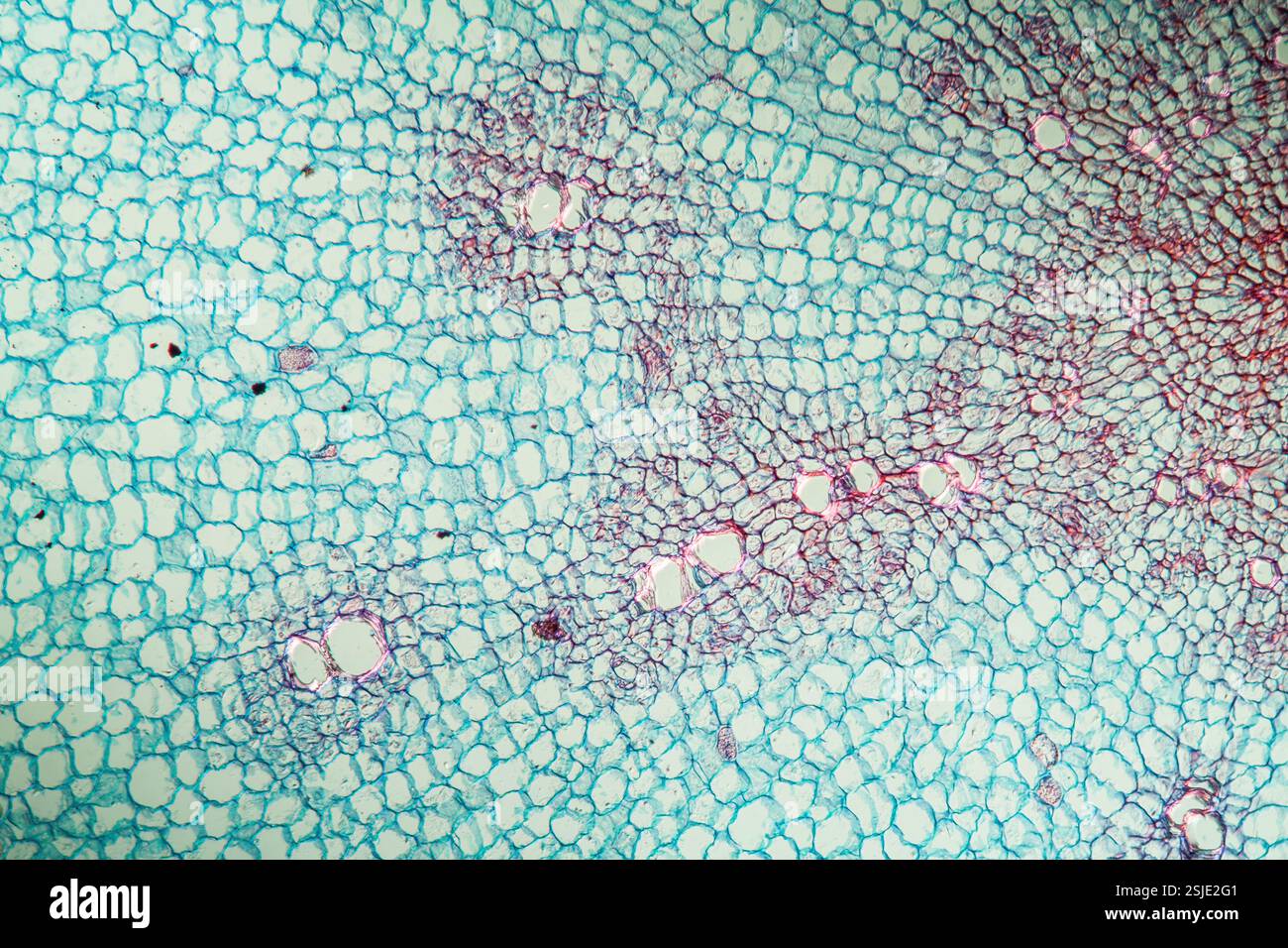 Root transverse 100x Stock Photo - Alamy