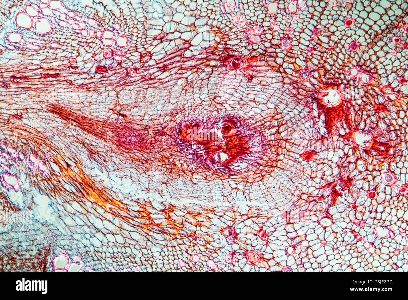 Garden carrot root t.s. 100x Stock Photo - Alamy