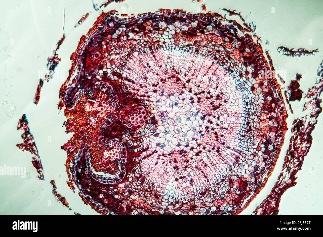 Root transverse 100x Stock Photo - Alamy