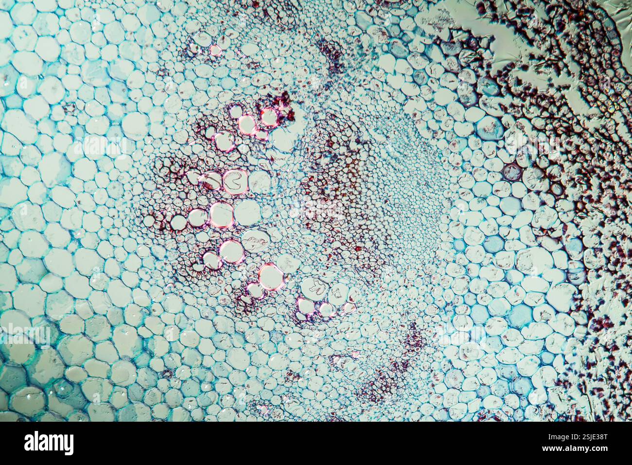 Log horizontal 100x Stock Photo - Alamy