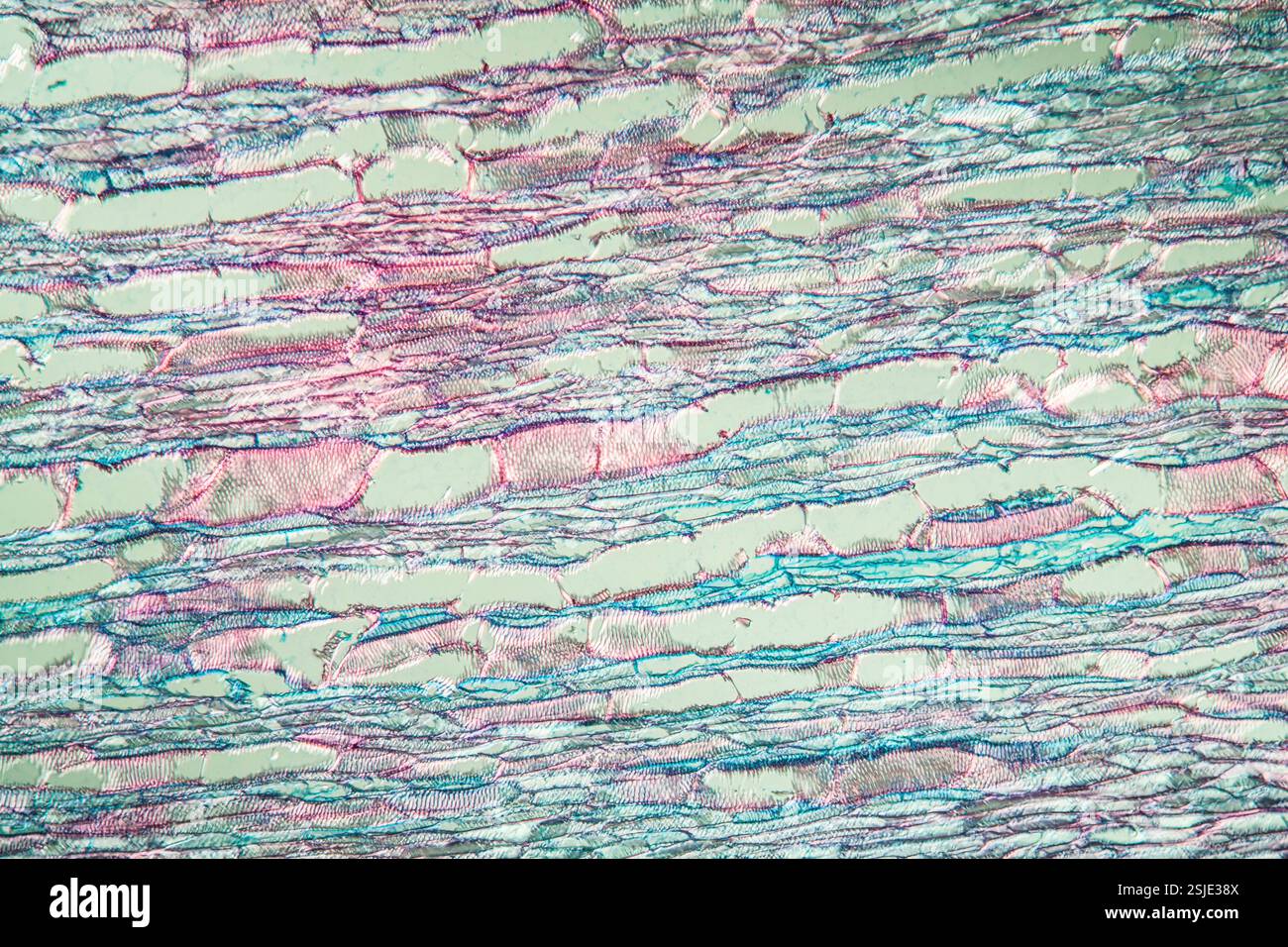 Dandelion taproot with milk tubes l.s. 100x Stock Photo - Alamy