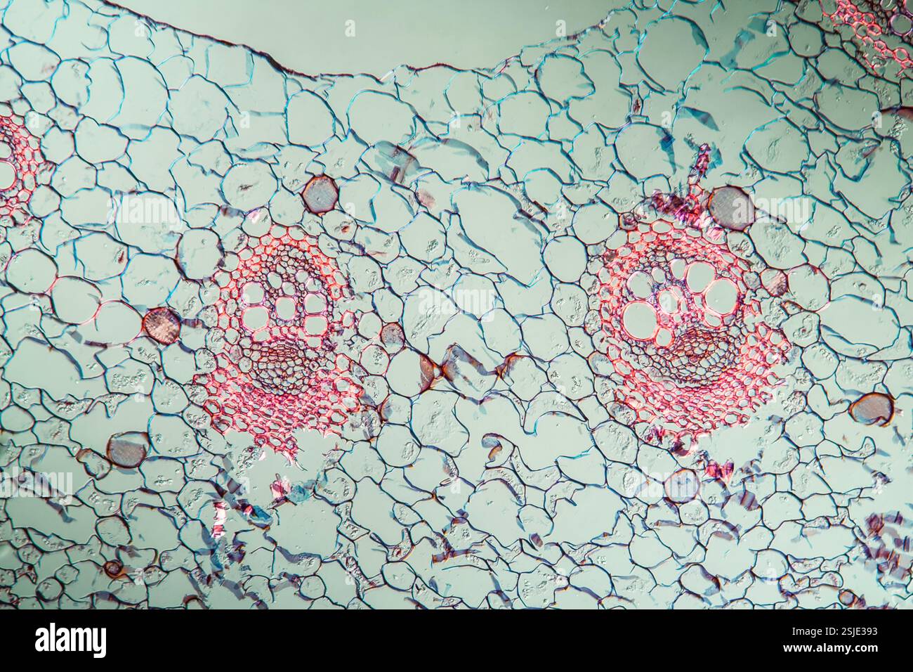 Sciences ranunculus hi-res stock photography and images - Alamy