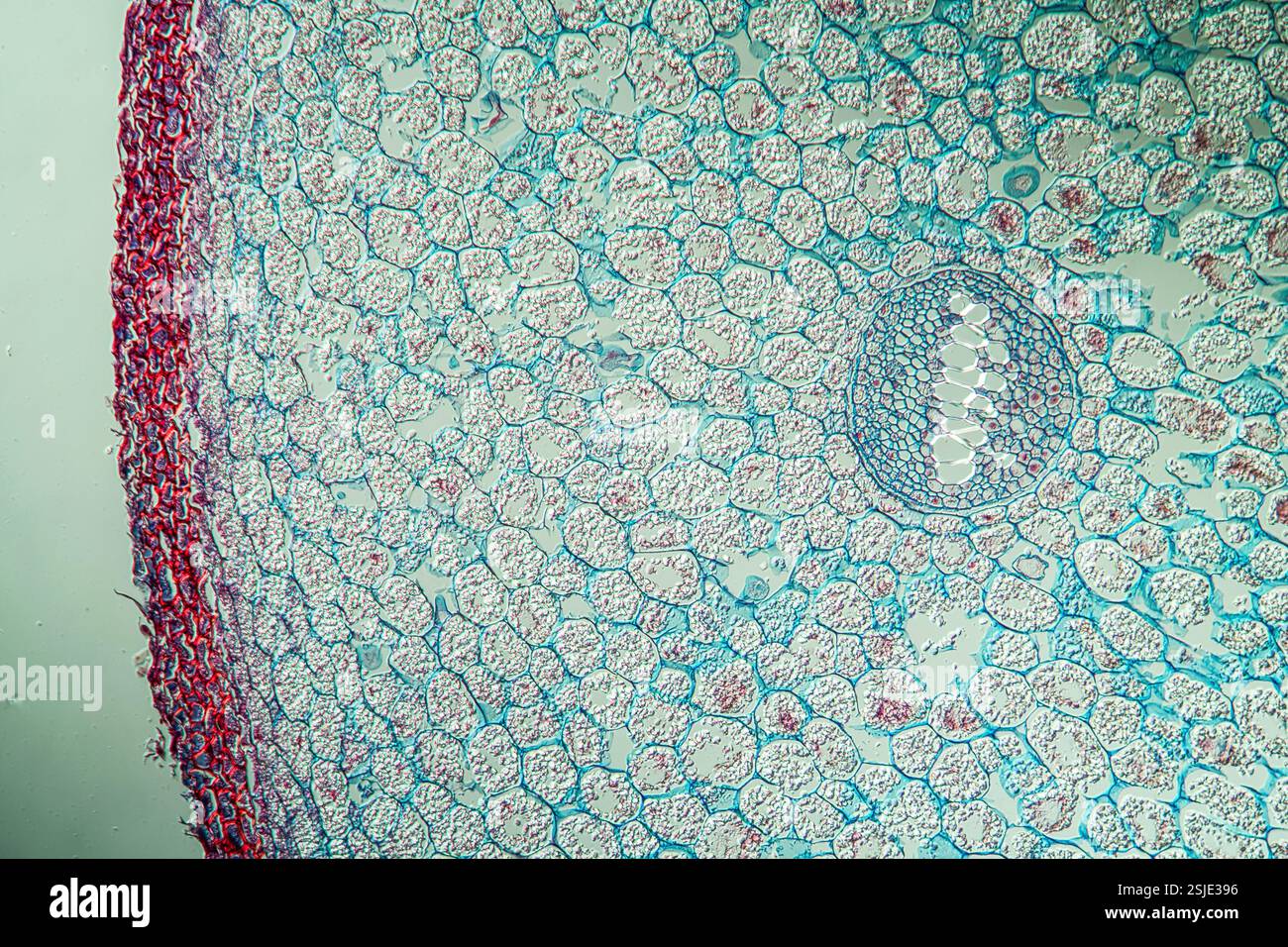 T. s. of root hi-res stock photography and images - Alamy