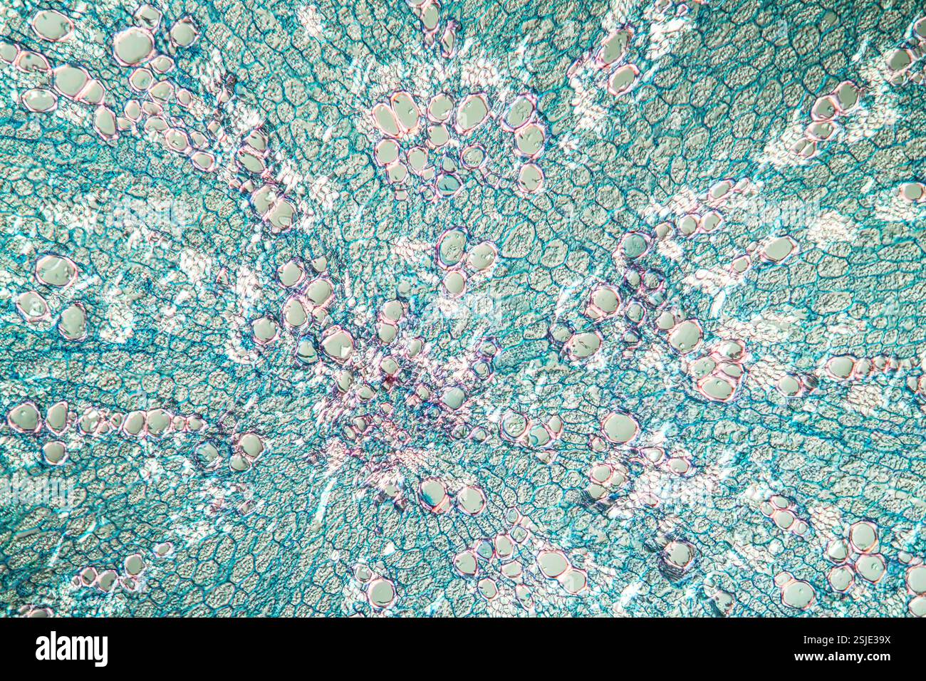 Alfalfa root t.s. 100x Stock Photo - Alamy