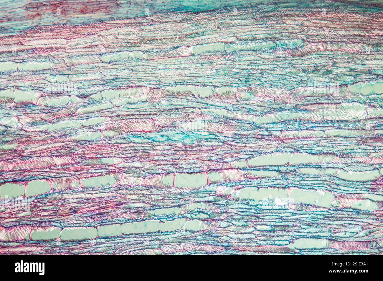 Dandelion taproot with milk tubes l.s. 100x Stock Photo - Alamy