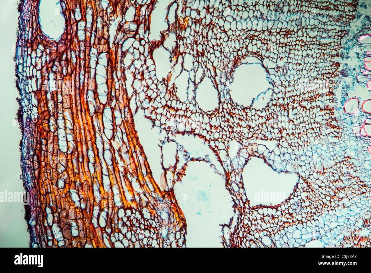 Garden carrot root t.s. 100x Stock Photo - Alamy