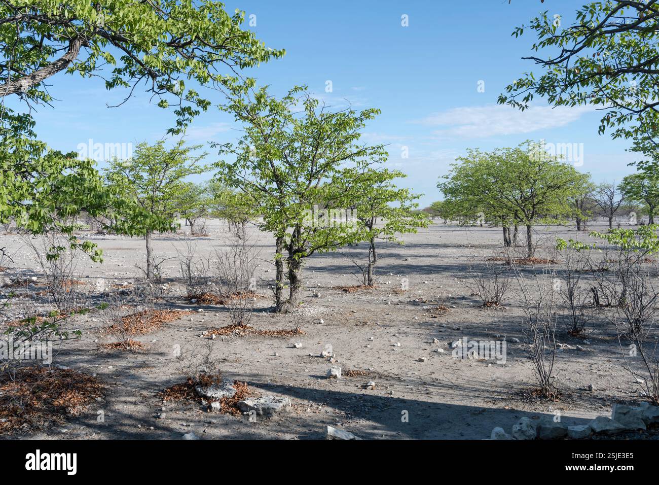 Mopani treeveld hi-res stock photography and images - Alamy