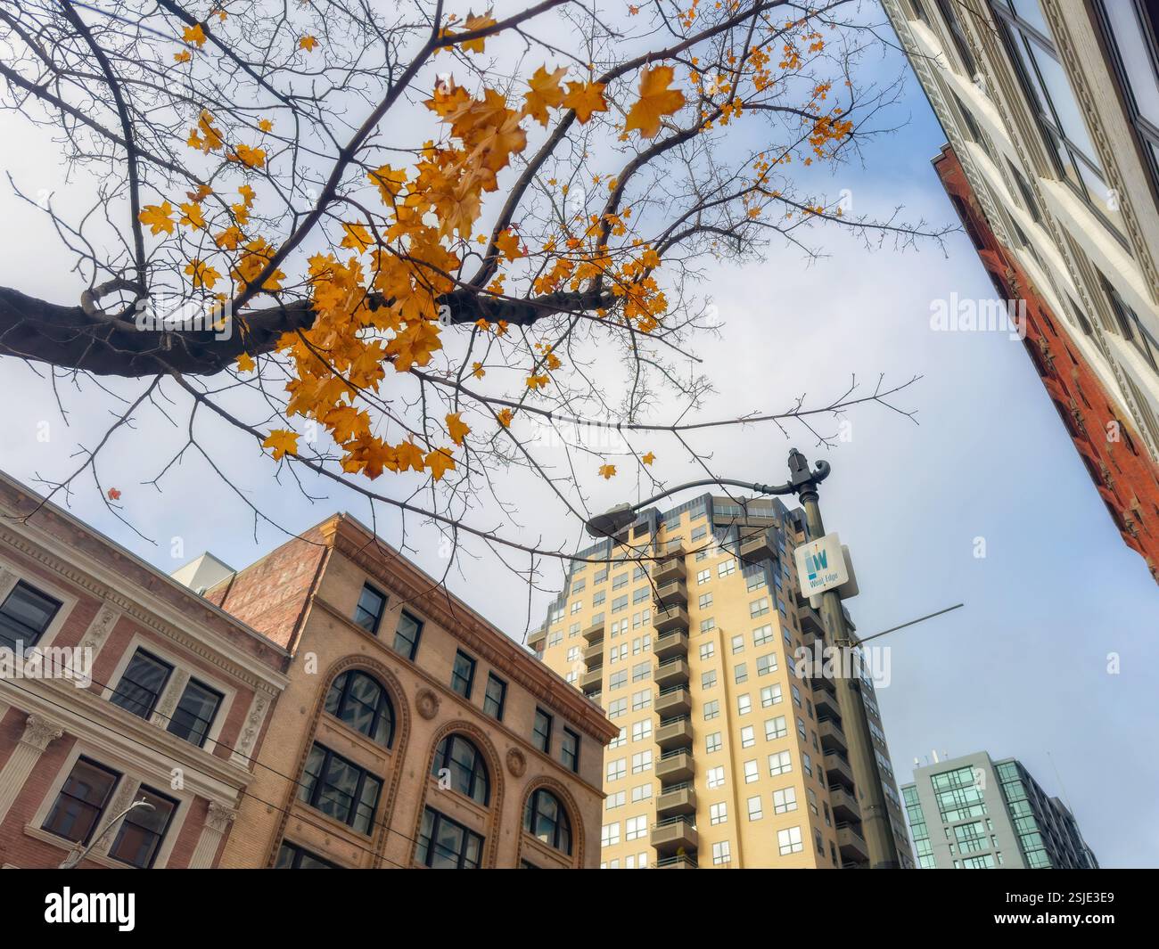 A low-angle shot captures a vibrant branch of golden autumn leaves ...